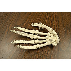 Disarticulated Human Skeleton Model for Anatomy, Life Size 62" High - Medical Quality, 200+ Skeletal Bones - 3 Part Skull with Movable Jaw, Articulated Hand & Foot - hBARSCI