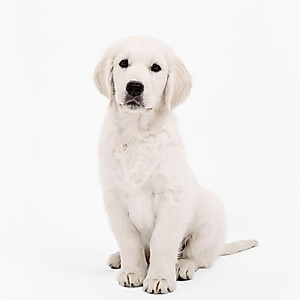 Photo Paper Backdrops for Photography, Kate White Seamless Background Paper Backdrop Rolls for Photoshot, 86" x32'