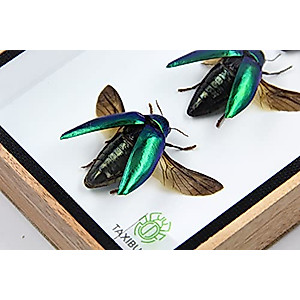 TAXIBUGS Jewel Beetle Mounts Insect Animals Taxidermy in Framed (3 Sternocera Aeguisignata)