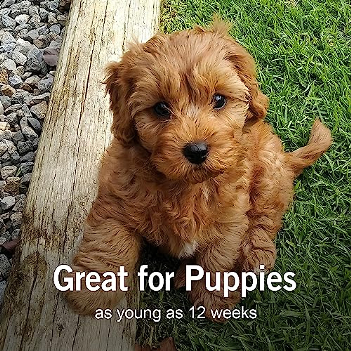 SENTRY HC WORM X PLUS 7 Way De-Wormer (pyrantel pamoate/ praziquantel), for Medium and Large Dogs over 25 lbs, 2 Count