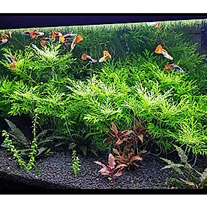 Hygrophila Difformis Water Wisteria Potted Freshwater Live Aquarium Plant Fish Tank by Greenpro