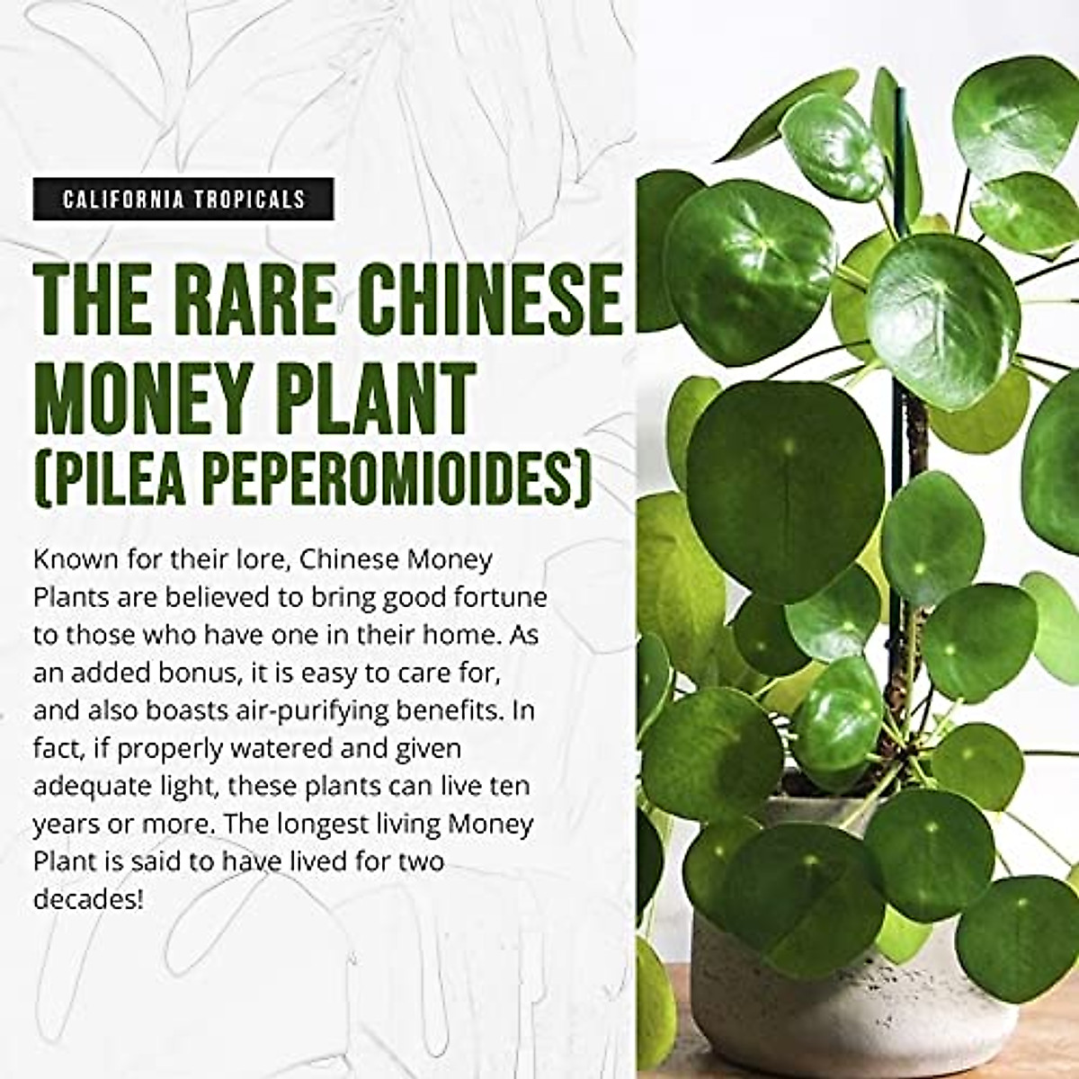 California Tropicals Rare Chinese Money Plant (Pilea Peperomioides) - Live House Plant, 4 Inch Pot for Easy Care, Perfect for Office, Home & Feng Shui Decor, Real Plants for Gardening