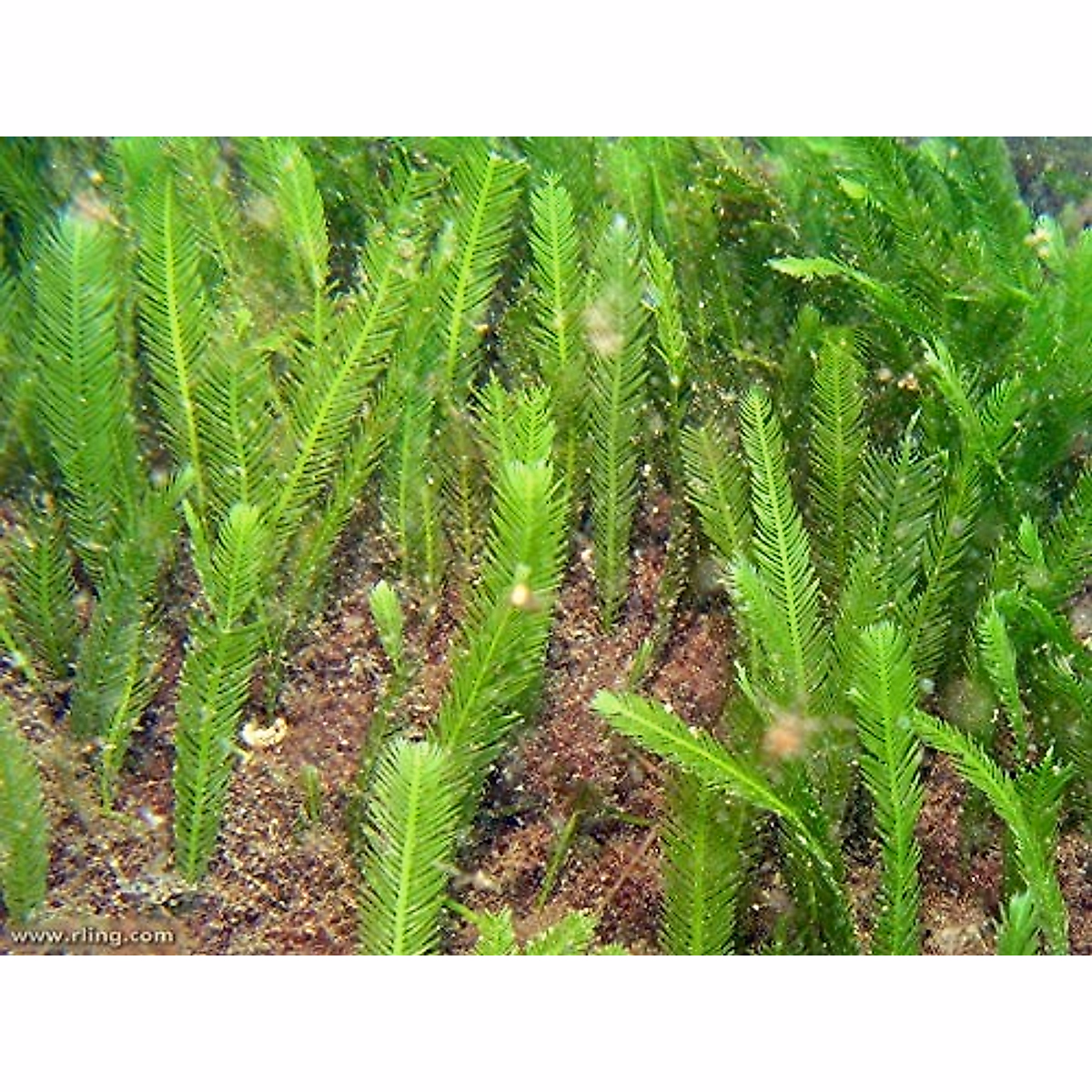 5 Leaves - Live Saltwater Caulerpa Feather Macro Algae Plant Frag Chaeto Refugium - Extra Long Leaves (4-6 inches in Height)