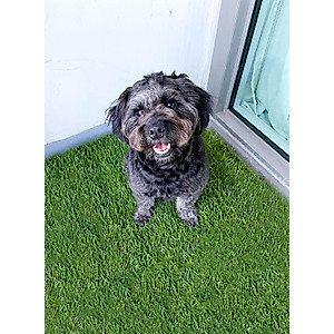 DoggieLawn XL - Real Grass Disposable Pet Potty - 48 x 24 Inches with Plastic Tray - Potty Training Pad for Dogs