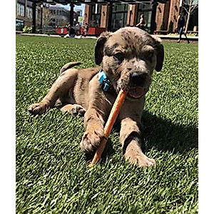 Top Dog Chews Turkey Tendon Round -Soft -Made in The USA - Large 1LB/ 16oz/ 453g