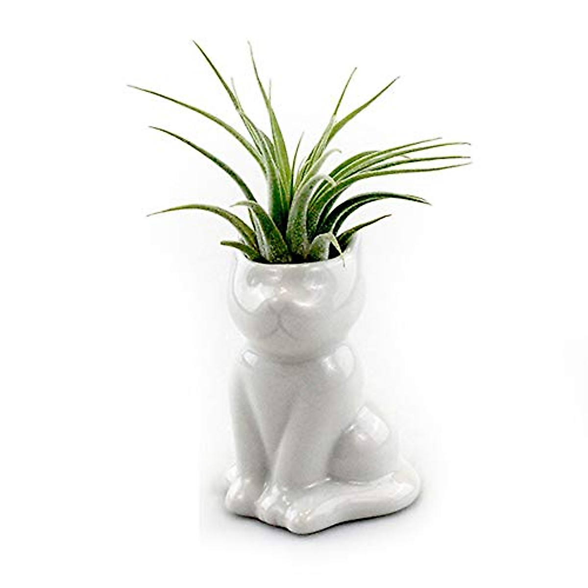 NW Wholesaler 2.25 Inch White Ceramic Cat Shaped Air Plant Holder - (Ceramic Only) Table Top Display Animal Shaped Planters and Vases for Air Plants and Other Mini Plants