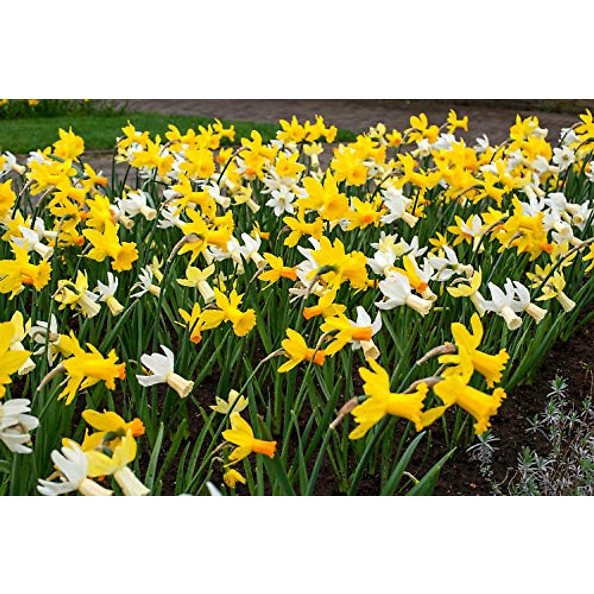 Daffodil Bulbs- Fragrant Mix, Large Bulb Size! 14-16 cm, Perennial, (10)