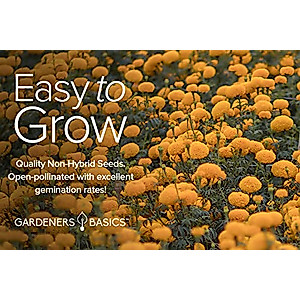 Marigold Seeds for Planting Outdoors (4 Variety Pack) French Marigold Petite Mix, Dainty Marietta, Sparky, and African Marigold Seeds Crackerjack for Pollinators Wildflower Seed by Gardeners Basics