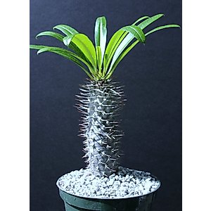 Pachypodium lamerei rare madagascar palm plant cactus cacti caudex bonsai 6" pot