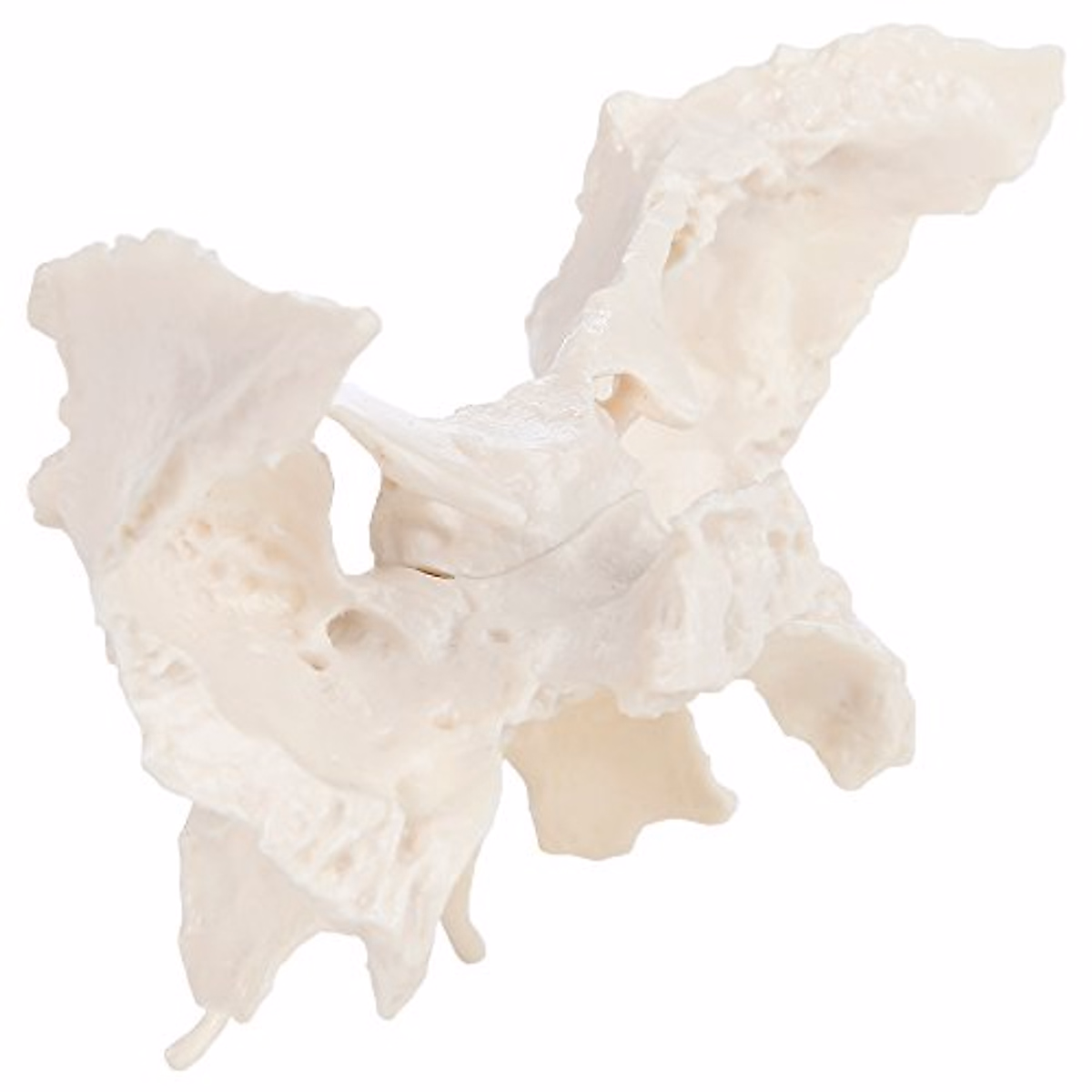 Axis Scientific Human Sphenoid Bone Model | Cast from a Real Human Sphenoid Bone Specimen | Life Size Replica Details All Fissures, Canals, and Processes | Includes Product Manual