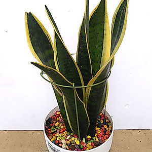 rescozy (Pack of 3) Large Garden Plant Support Rings, 10" Wide x 17" High, 3 Legs