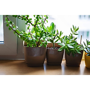 Doter Houseplant Potting Mix, Fertilized, Perlite Soil for All Types of Indoor House Plants and Tropical Plant 1 qt