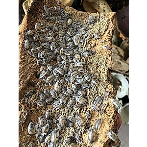 Bugzy Bugs Porcellio Laevis Dairy Cow 15 Count Live Isopods Roly Poly Cleanup Crew Reptile Food Terrarium Vivarium