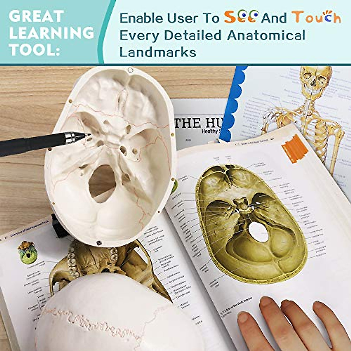 2023 Newest Human Model of Skeleton for Anatomy 67“ High with 200+ Bones Structures,Scientific Disarticulated Human Model of Skeleton Bundle for Anatomy, Full Size Male Skeleton Models with Poster,Skull, Bones, Articulated Hand & Foot