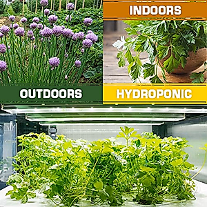 Most Popular Heirloom Non GMO Tea and Herb Seeds for Planting Indoor and Outdoor Garden
