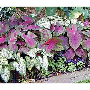 Pink Cloud Caladium - Bare Root - Zone 9-11