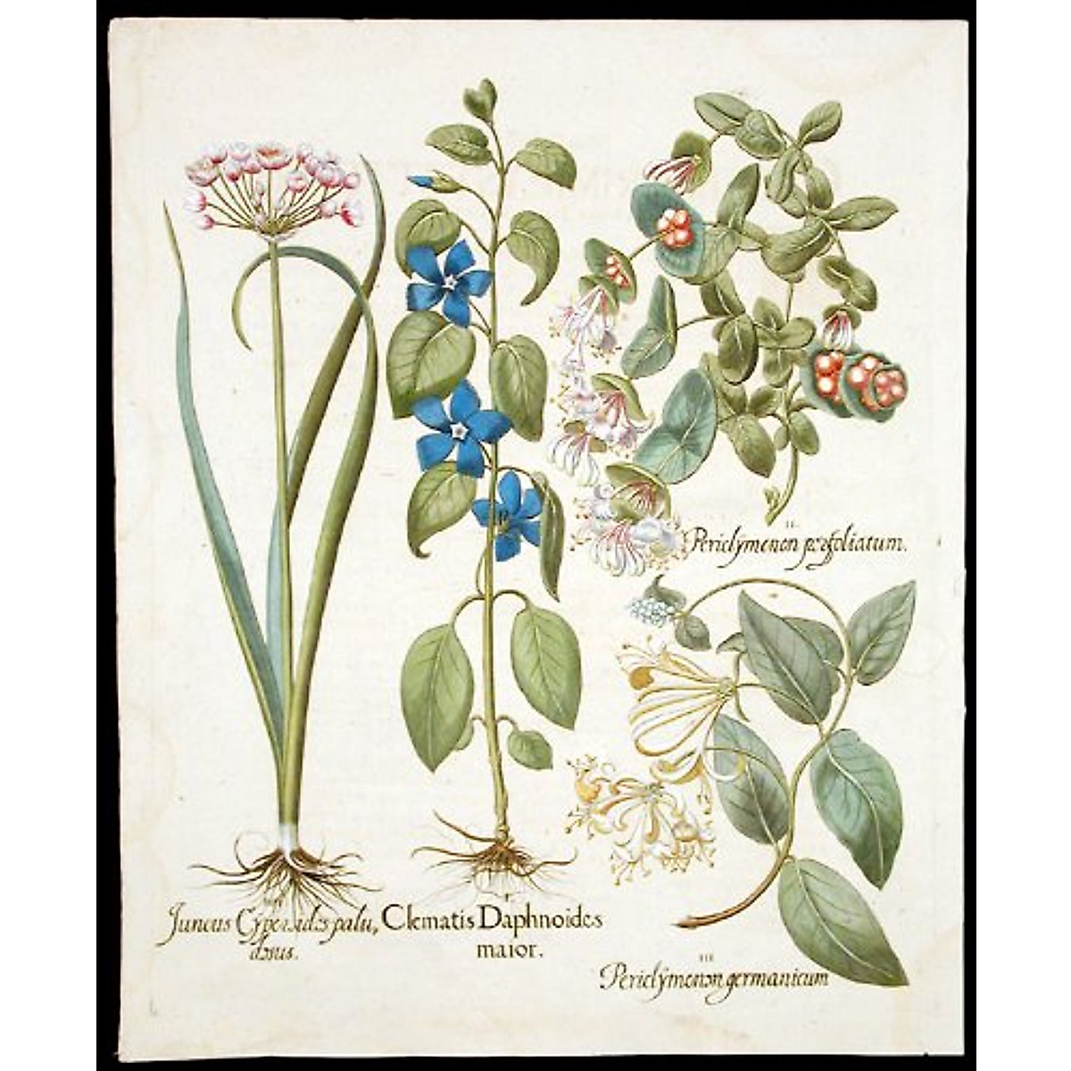 [Large-flowered periwinkle] Clematis Daphnoides maior; [Common honeysuckle] Periclymenon perfoliatum; [Woodbine] Periclymenon germanicum; [Flowering rush] Junous Cyperoides paludosus