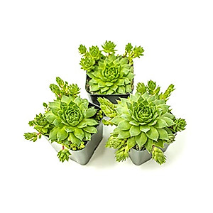 Sempervivum Succulents Plants Live Indoor Plants (3PK), Sempervivum Plants Live Houseplants, Hen and Chicks Live Plants Indoor House Plants, Rosette Succulent Plants in Plant Pots by Plants for Pets