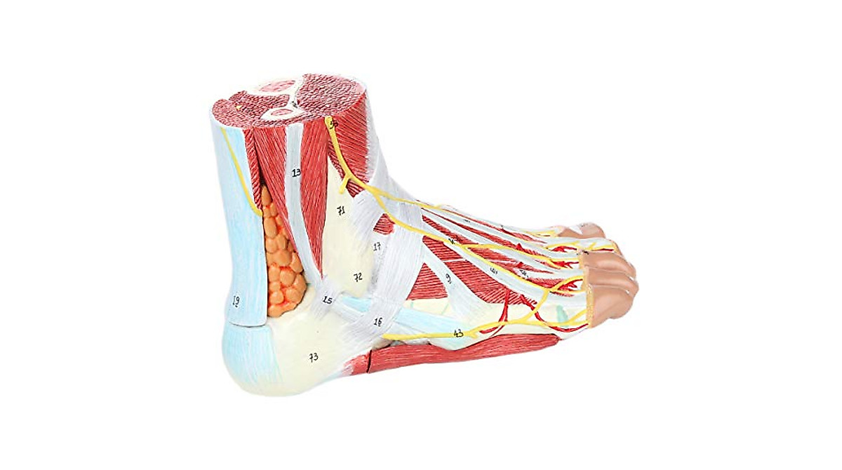 Axis Scientific Foot Anatomy Model - 9 Removable Parts