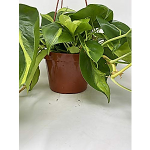 Brazil Philodendron 6" Hanging Basket - Low Light - Easy