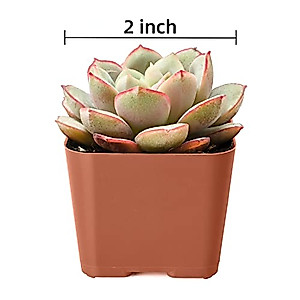 Succulent Plants (4 Pack), Live Assorted Succulents Fully Rooted in 2" Grower Pots with Soil, Unique Potted House Plants for DIY, Home Decor, Wedding Party Favor Gift