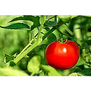 New Yorker Tomato Seeds for Planting, 100+ Heirloom Seeds Per Packet, (Isla's Garden Seeds), Non GMO Seeds, Botanical Name: Solanum lycopersicum, Great Home Garden Gift