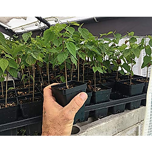 Dwarf Everbearing Mulberry Plant - Morus nigra - Live Plant