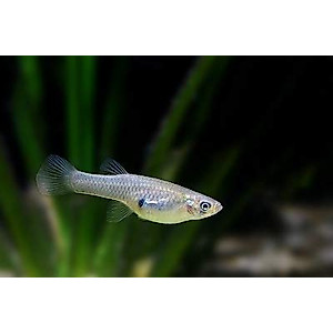 Beauty Yi 20+ Live Gambusia Mosquito Fish Aquarium Pond Feeder Fish Guppy Pet Guppies Bait (Guaranteed to Have Adult Male and Female!!)