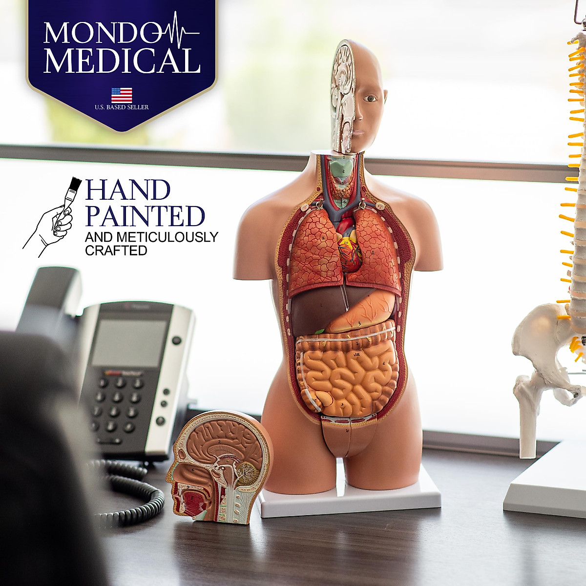 MonMed Human Torso Model – 17in Human Body Model Anatomy Doll with Removable Organs 3D Human Organ Model