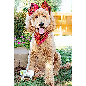 Pet Qwerks Alien BarkBone - Nylon Dog Bone for Aggressive Chewers - Beef Stew Flavor - 7.75"