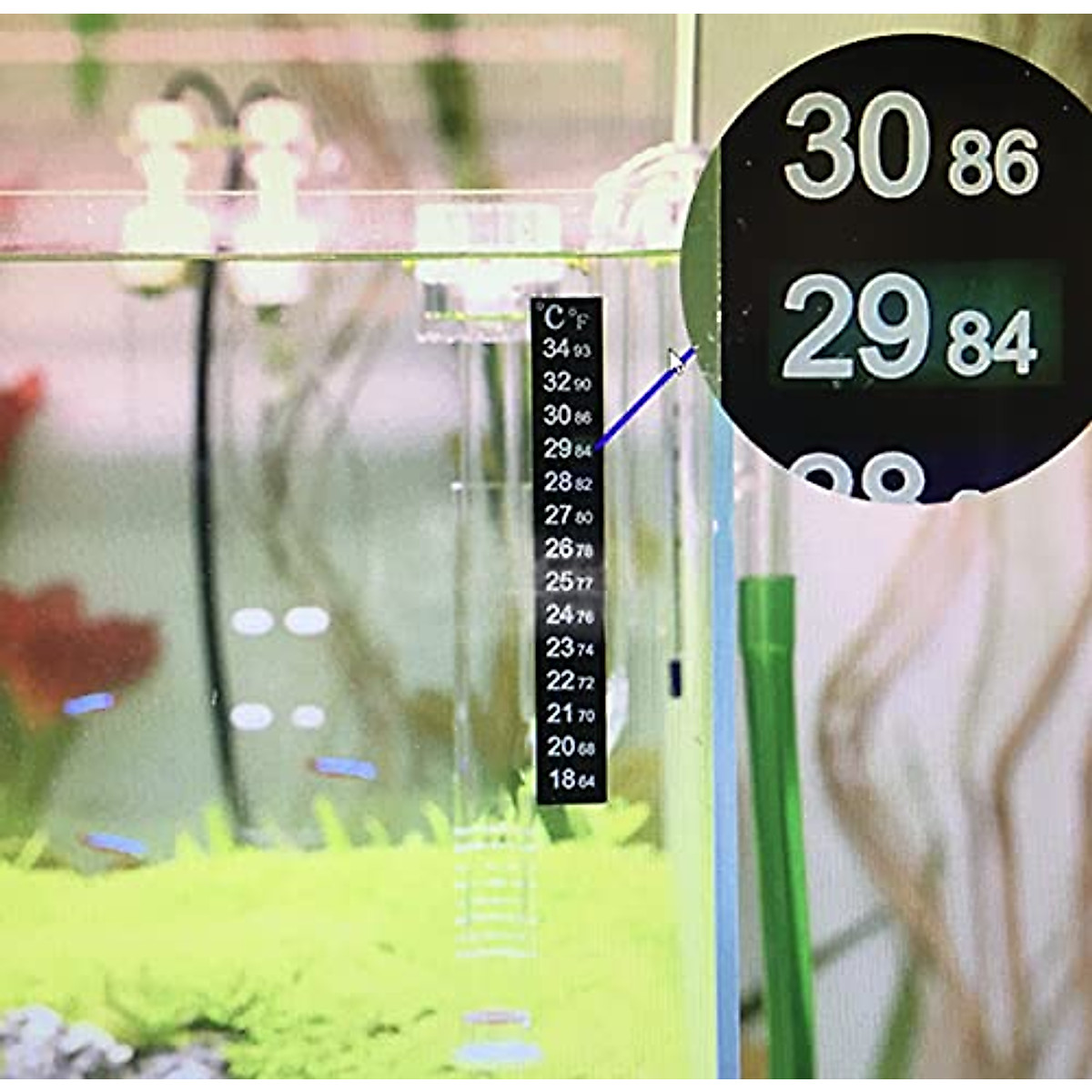 40+ Giant Duckweed (Spirodela polyrhiza) Live Floating Plants for Aquarium or Pond by TMDFishKeeping