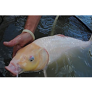 America's Best Koi Food 20 lbs Koi Fish Food 3/16 Inch - 1/4 Inch Large Floating Pond Pellets - Heavy Duty Sealed Bag