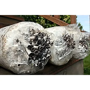 Root Mushroom Farm— Blue Oyster Mushroom Grow kit/ 3.2 pounds Log/Multiple flushes/Everything Included