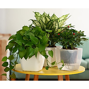 6-Pack Clear Self Watering Planters for Indoor Plants 7" Large African Violet Plant Pots Plastic Wick Flower Pots with Water Injection Hole, Orchid Plant Pot Set, Clear