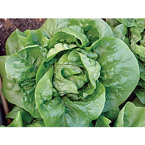 Burpee Buttercrunch Lettuce Seeds 500 seeds