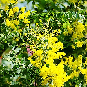 30+ Golden Mimosa Seeds Albizzia Acacia Tree Yellow Wattle Tree Flower