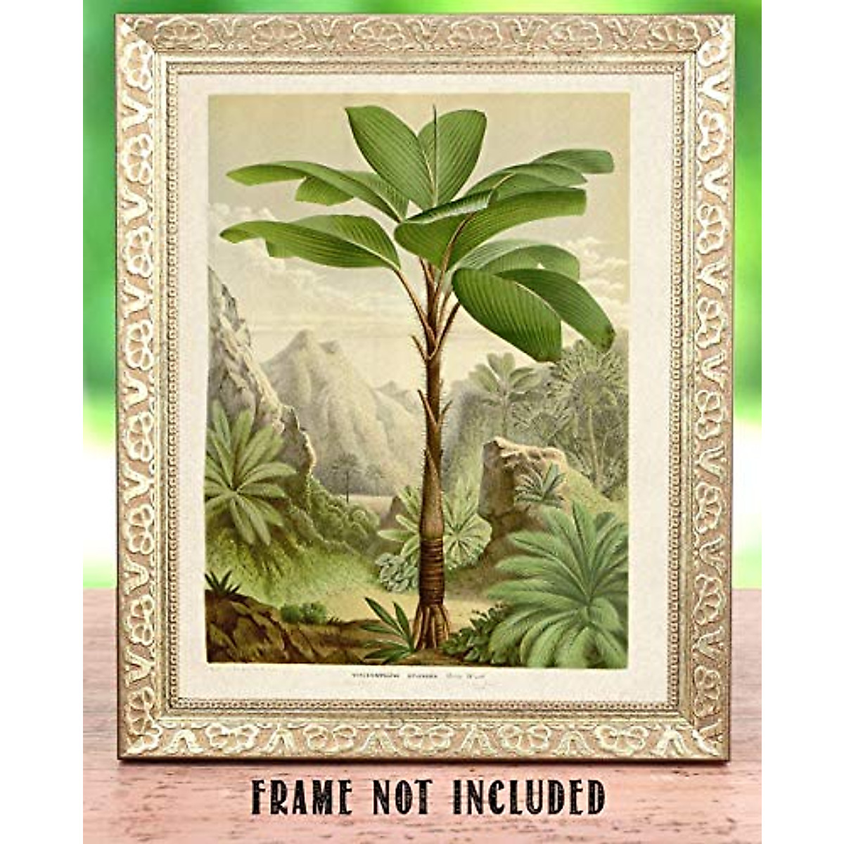 Verschaffeltia Splendida Palm Botanical Illustration - 11x14 Unframed Art Print - Makes a Great Wall Decor for Bathrooms and Bedrooms Under $15