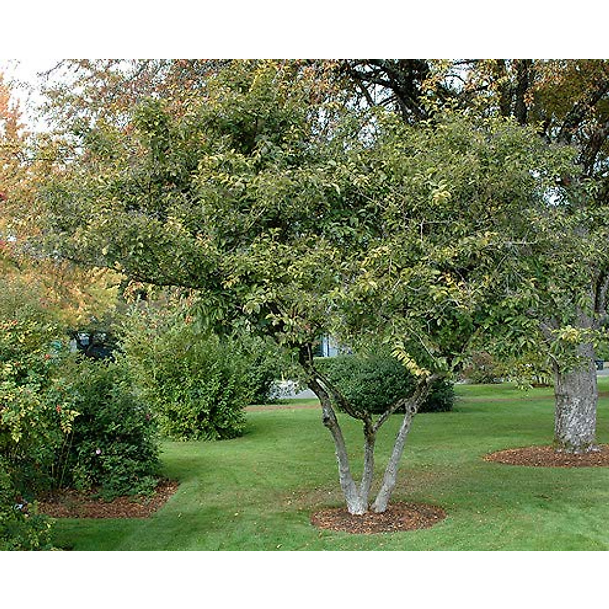 1112B-Sapphire Berry (Symplocos paniculata) Seeds by Robsrareandgiantseeds UPC0764425787099 Non-GMO,Organic,USA Grower, Bonsai, 1112-B Package of 25 Seeds