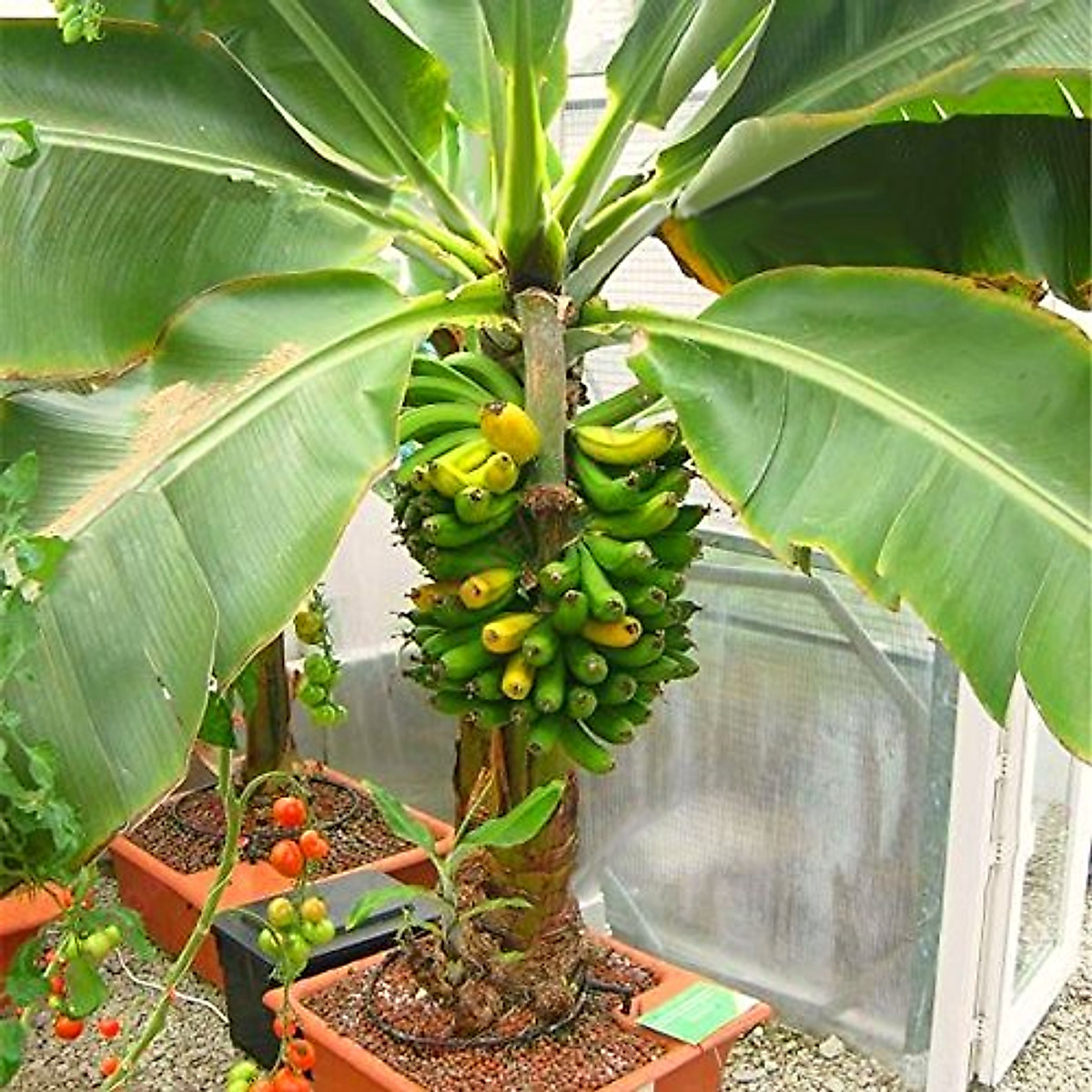 Seeds4planting - Seeds Ornamental Banana Exotic Tree Indoor Dwarf Perennial Flowers Non GMO