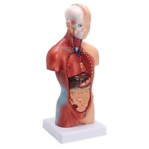 Professional Medical Anatomy of Human Organ System Trunk Thoracic Cavity Structure Model of The Internal Organs