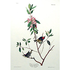 Ruby Crowned Wren. From"The Birds of America" (Amsterdam Edition)