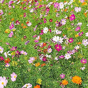 Crazy for Cosmos - Cosmos Flower Seed Mix - 1/4 Pound - Mixed Wildflower Seeds, Attracts Bees, Attracts Butterflies, Attracts Hummingbirds, Attracts Pollinators, Easy to Grow & Maintain, Container
