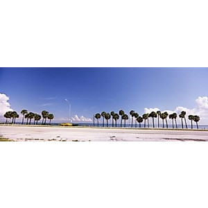 Posterazzi Palm trees at the roadside Interstate 275 Tampa Bay Gulf of Mexico Florida USA Poster Print, (36 x 13)
