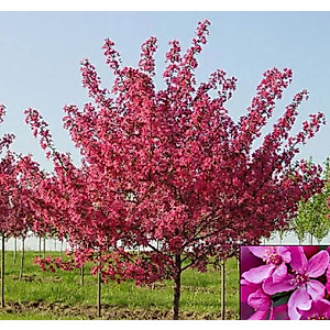 Prairie Fire Crab Apple, Malus Prairiefire, Tree 30 Seeds