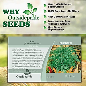 Outsidepride Ruta Graveolens Rue Herb & Flower Garden Plants - 1000 Seeds