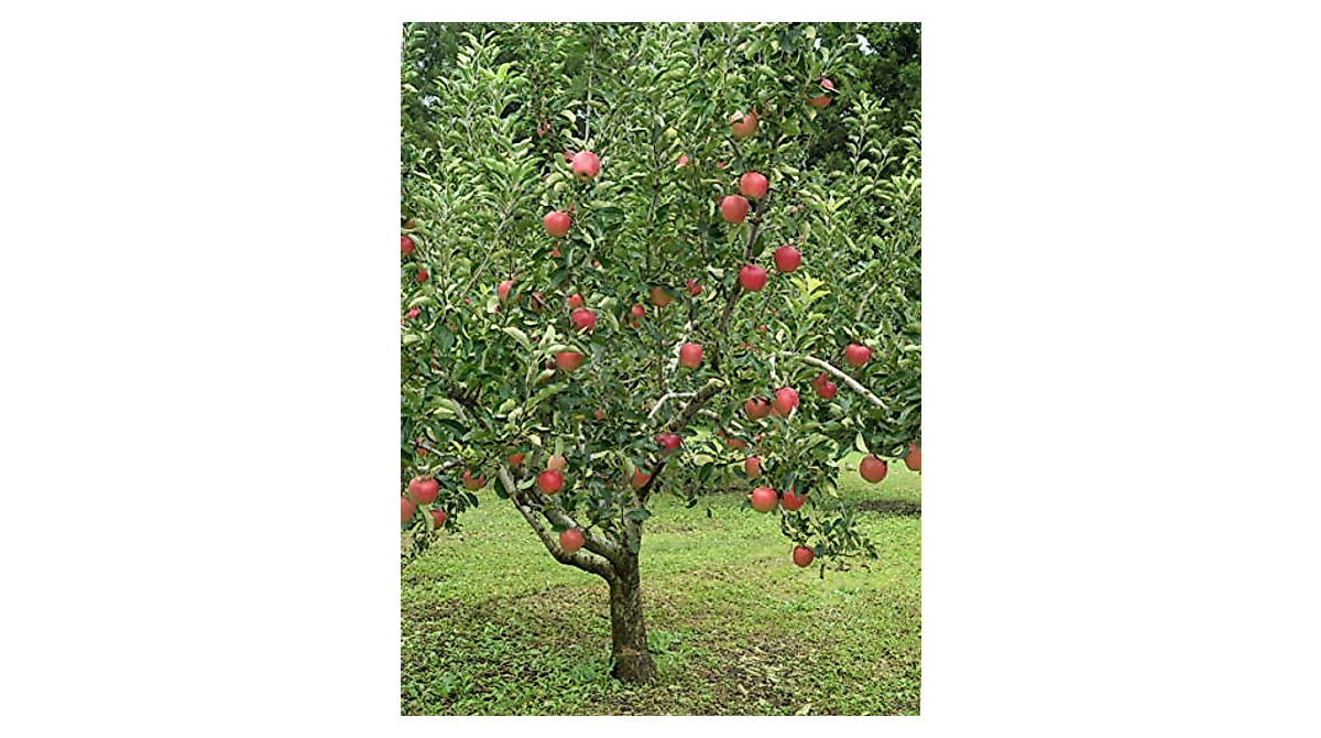 Buy Pink Lady Apple Tree - 1 Gallon Pot