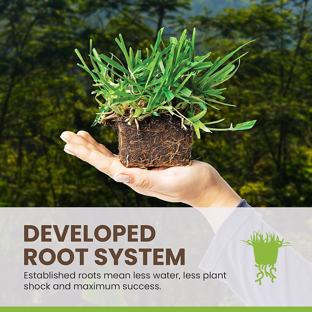 Cannot Ship to California/AZ SodPods® St Augustine Floratam Grass Plugs (32-Count) Natural, Affordable Lawn Improvement