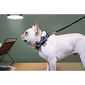 BOW Gentle - Modular Dog Collar