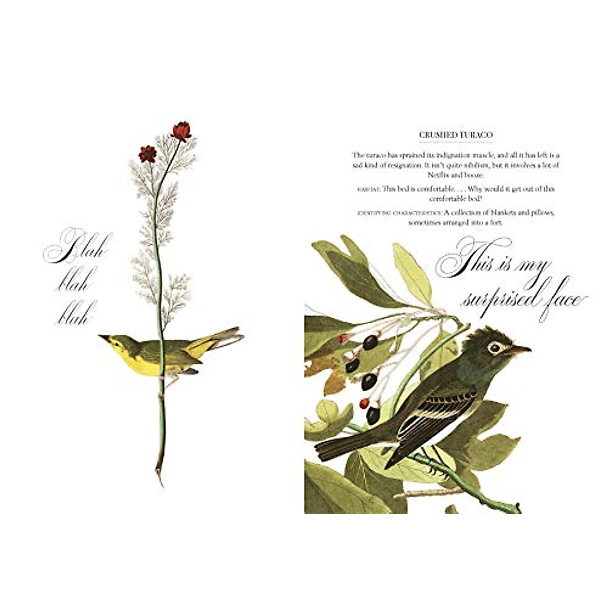 Effin' Birds: A Field Guide to Identification