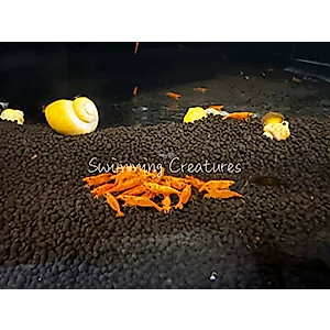 Swimming Creatures 10 Orange Sunkist Neocaridina Freshwater Aquarium Shrimp. Live Arrival Guarantee.